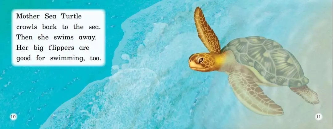邦元英语：《Mother Sea Turtle》海龟妈妈__凤凰网