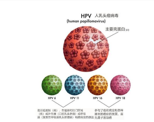 Hpv其实并不可怕,可怕的是对hpv一无所知,4个问题带你了解hpv凤凰网