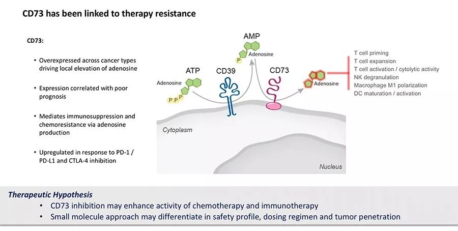 《自然》子刊：胶质母细胞瘤对Keytruda耐药元凶——CD73巨噬细胞…|美柏头条__凤凰网