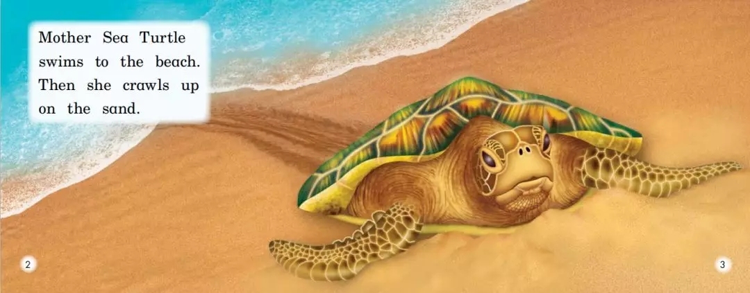 邦元英语：《Mother Sea Turtle》海龟妈妈__凤凰网