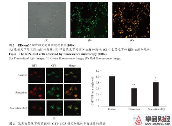 棠汰汰—刘东波教授论文（稳定表达 RFP-GFP-LC3 的大鼠胰岛 β 细胞株的构建）__凤凰网