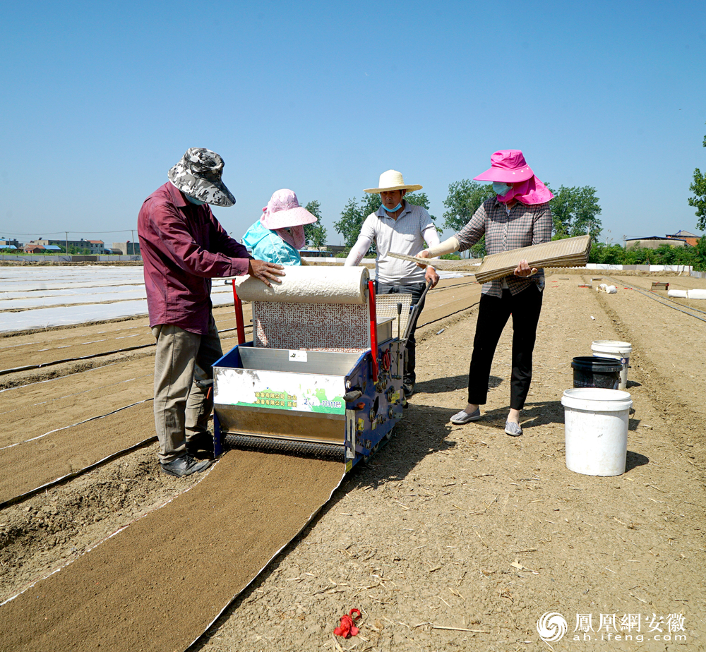 安徽五河 水稻印刷育秧技术让水稻生产跑出加速度凤凰网安徽 凤凰网