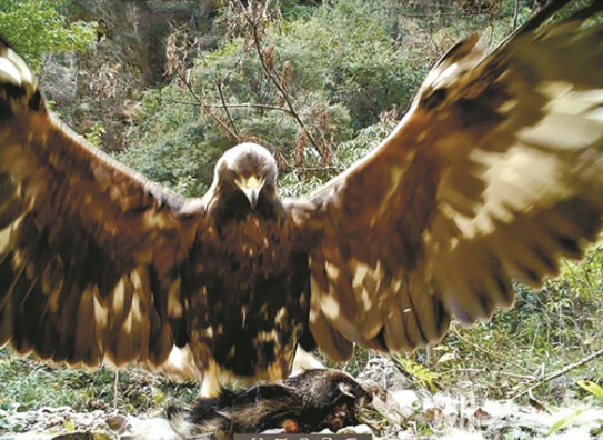 高约1.2米巨型金雕首现神农架 捕食猪獾被拍下__凤凰网