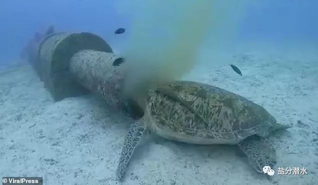 长滩潜水遭遇反胃一幕，濒危绿海龟竟在水下排污管觅食__凤凰网