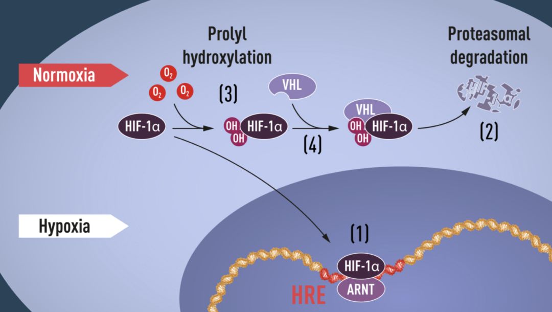 诺奖凭啥得？一文读懂控制HIF途径有多厉害__凤凰网