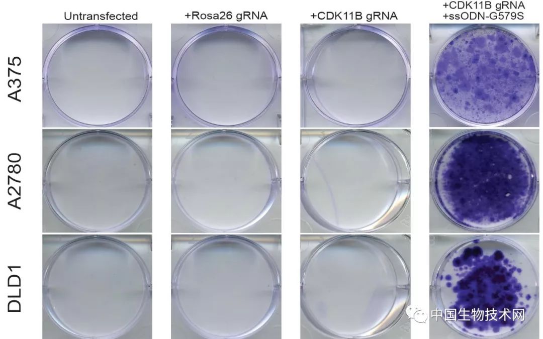 脱靶| 为什么抗癌药物不能按预期发挥作用？__凤凰网