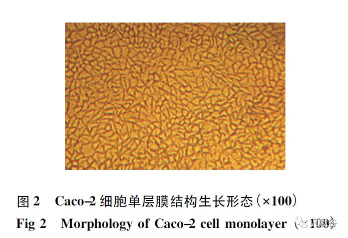 Caco-2 细胞体外吸收模型的建立及验证__凤凰网
