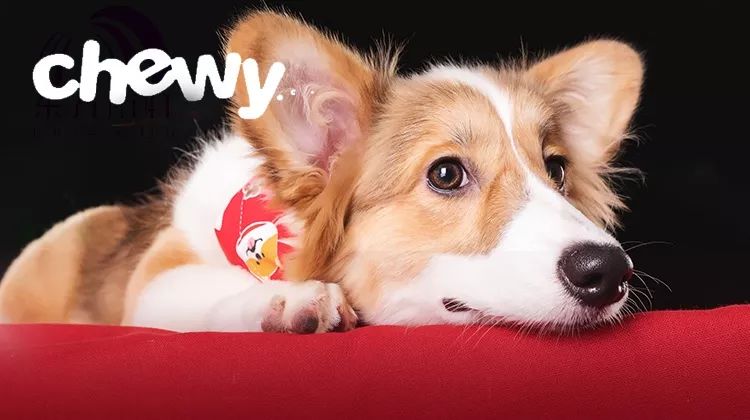 烧钱模式能否烧出个未来？美国最大宠物电商Chewy“上市续命” | 海外风云__凤凰网