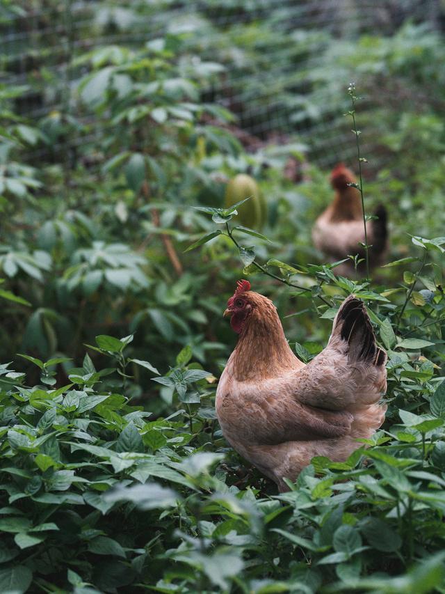 三亚嘉佩乐度假酒店国庆假期美食盛筵__凤凰网