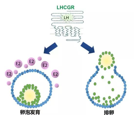 匡延平团队率先发现LHCGR基因突变女性不孕症患者IVF-ET治疗策略__凤凰网
