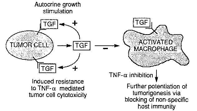China Focus特别演讲嘉宾：2019拉斯克奖得主、赫赛汀发明人H. Michael Shepard博士__凤凰网