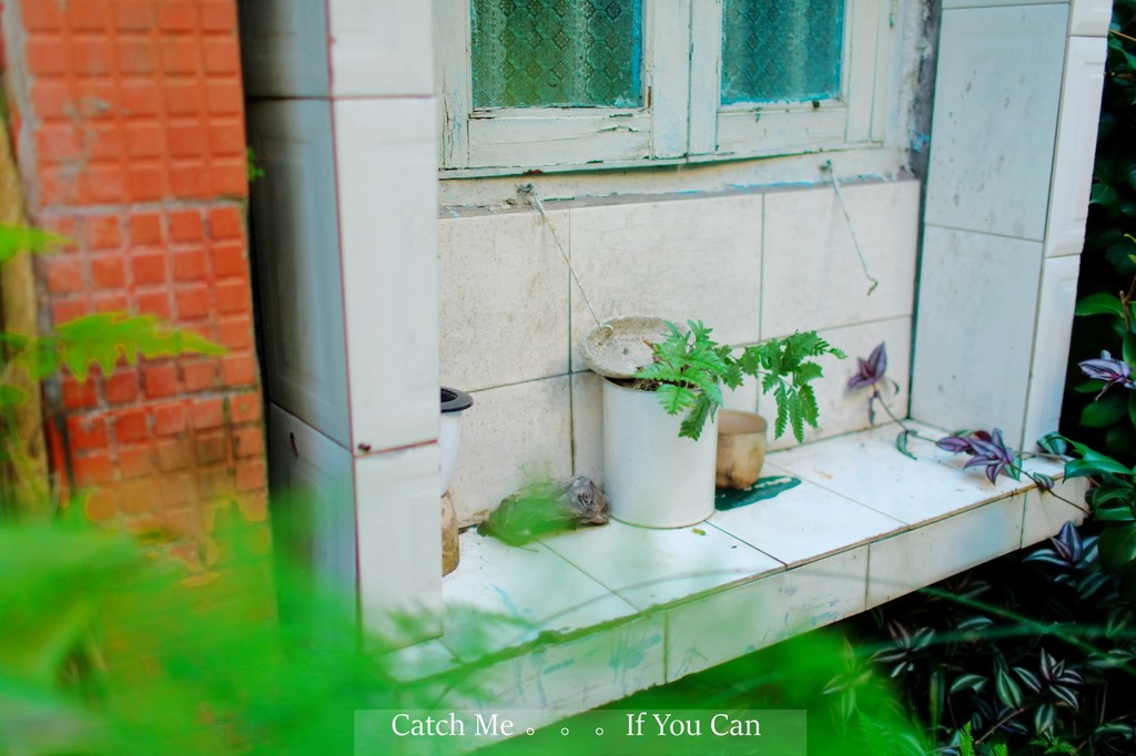 catch me … if you can__凤凰网