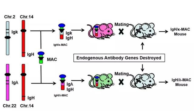 4只转基因小鼠的前世今生和传奇故事__凤凰网