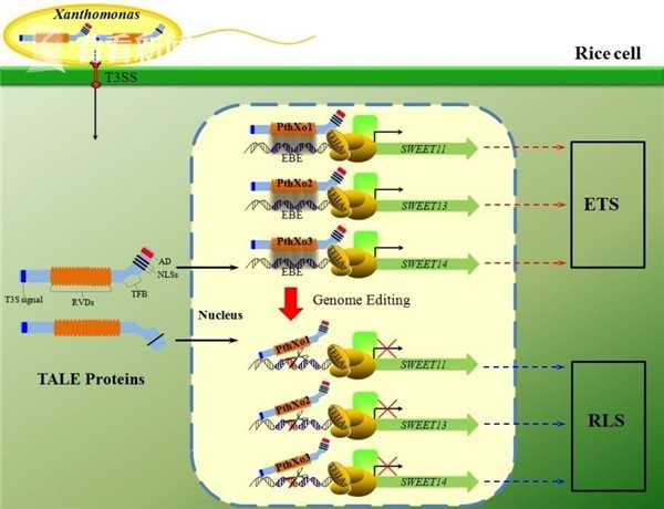 上海交大团队开辟水稻广谱抗病育种新途径__凤凰网