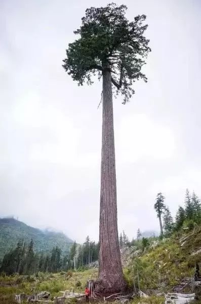 “加拿大最孤独的树”壮丽景观的背后是一个让人悲痛的事实__凤凰网