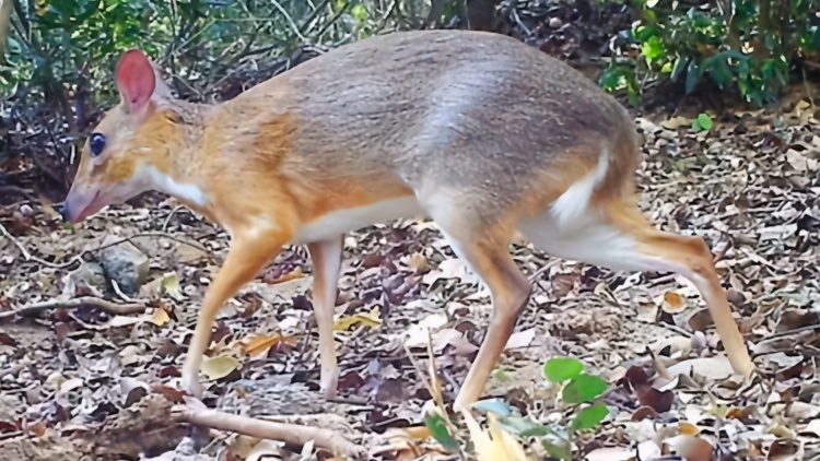 它没灭绝！越南出现消失30年的最小有蹄动物鼠鹿_凤凰网视频_凤凰网