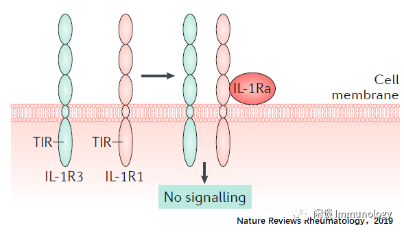 IL-1家族与炎症性疾病__凤凰网