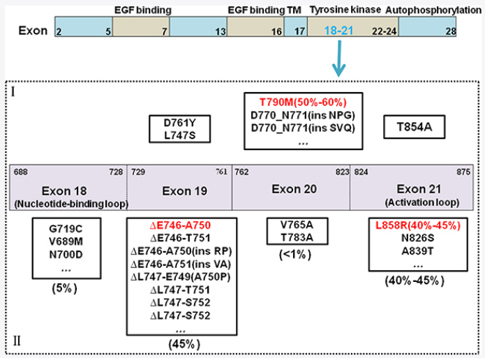 文献解读 | 肺癌精确医学时代的新星__凤凰网