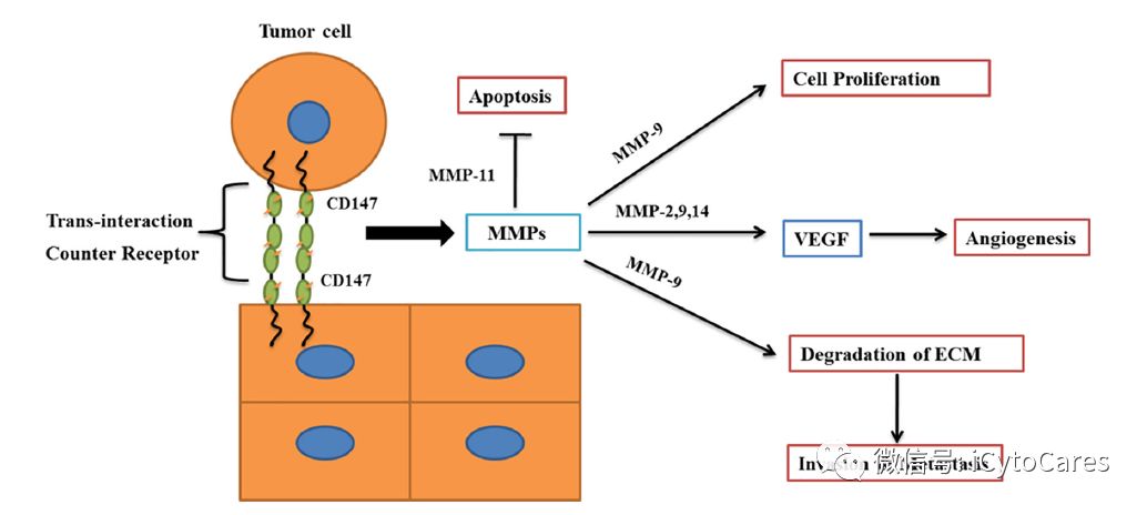 CD147: 新冠入侵人体新靶点__凤凰网