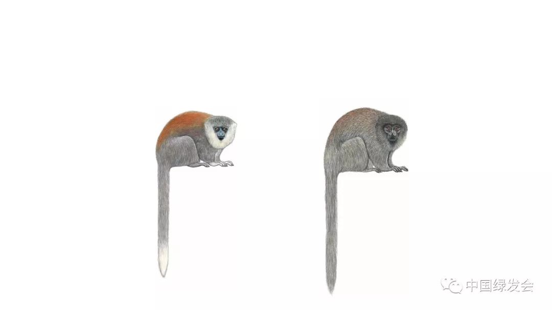 2019年发现的15个新物种一览：精彩回顾__凤凰网