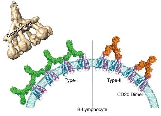 《科学》：揭示治疗性抗体结合人体CD20机制__凤凰网