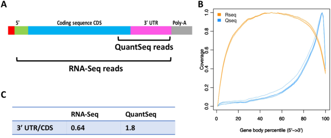 干货分享丨一文详解常规RNA-seq与3’mRNAseq优势与局限__凤凰网