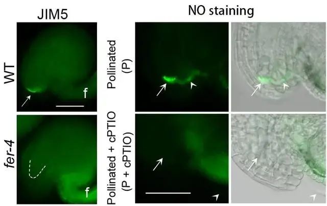 最新Nature！中外科研团队揭示被子植物受精过程关键机制__凤凰网