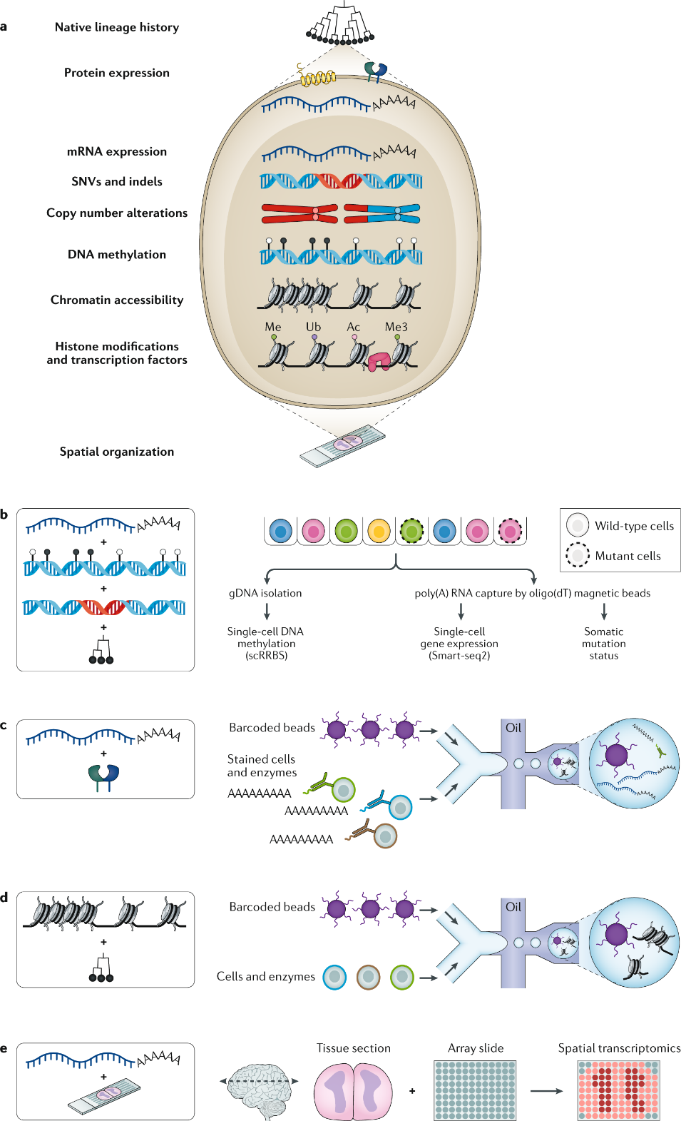 Nat.Rev.Genet最新综述丨万字长文阐释单细胞测序如何研究肿瘤进化__凤凰网