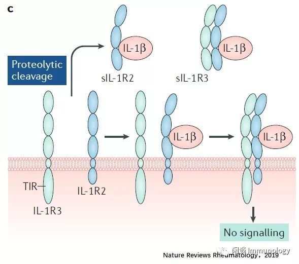IL-1家族与炎症性疾病__凤凰网