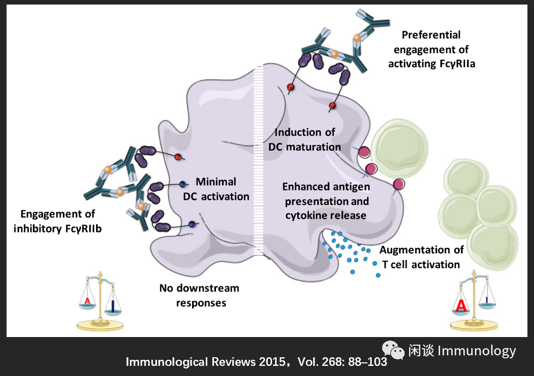 IgG Fc段糖基化——FcγR选择--功能多样化__凤凰网
