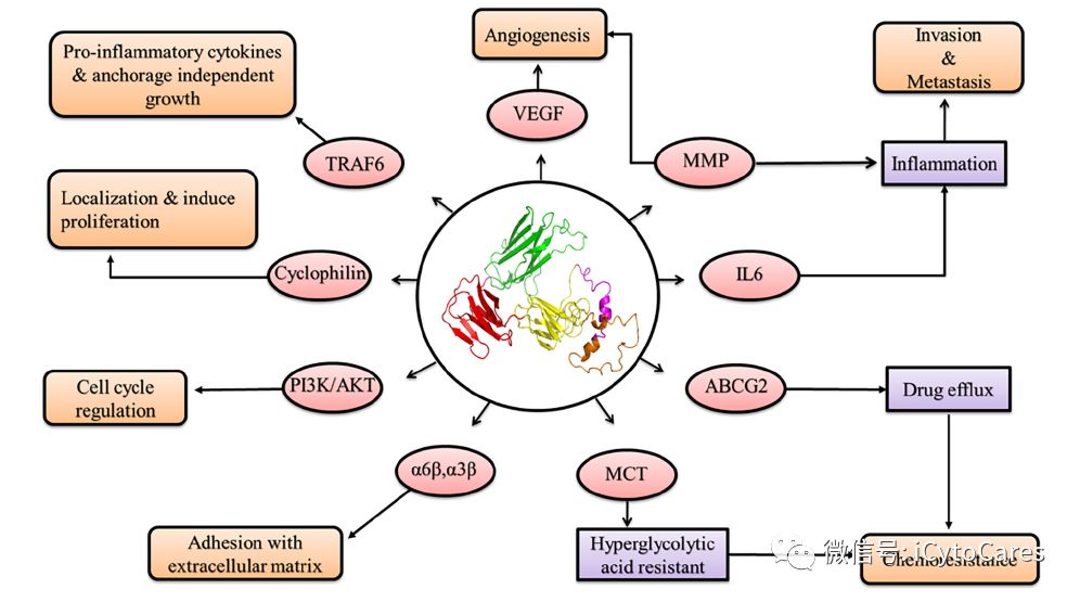 CD147: 新冠入侵人体新靶点__凤凰网