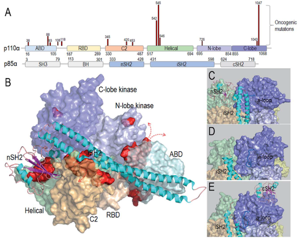 PI3K抑制剂：综述和新的开发策略__凤凰网