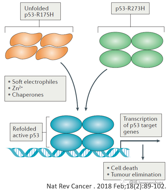 P53：进化了8亿年的抑癌基因__凤凰网