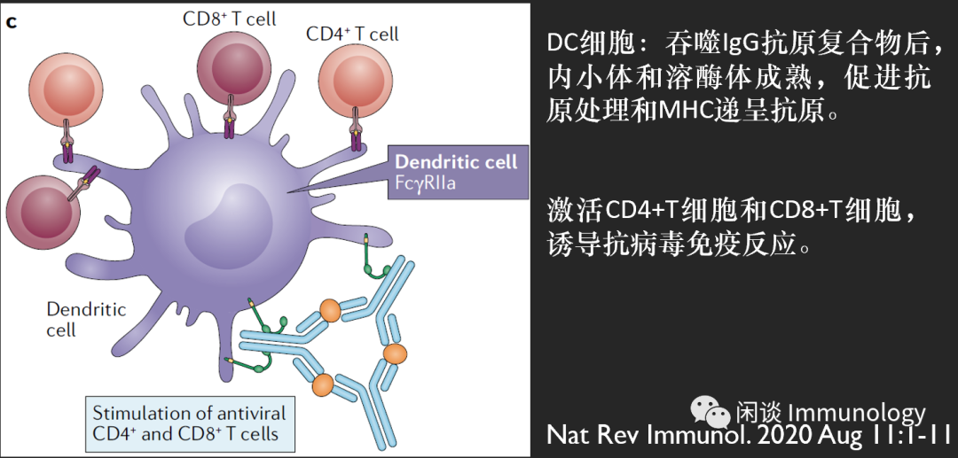 ADE效应免疫学基及抗体疫苗开发__凤凰网