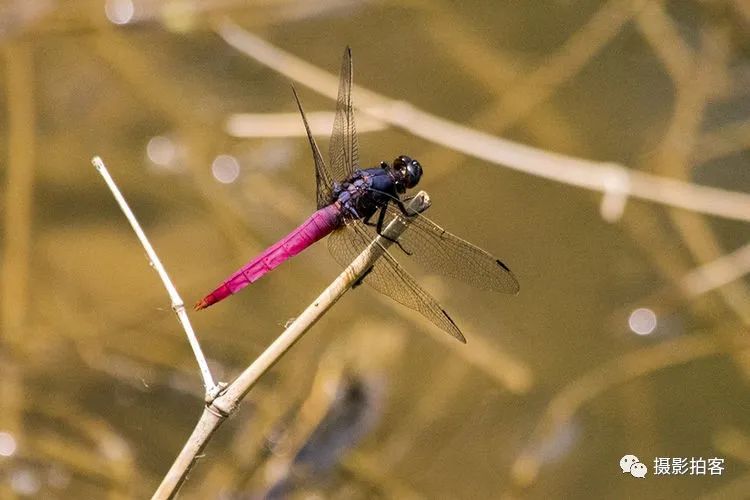 难得一见，蜻蜓生态摄影（一）__凤凰网
