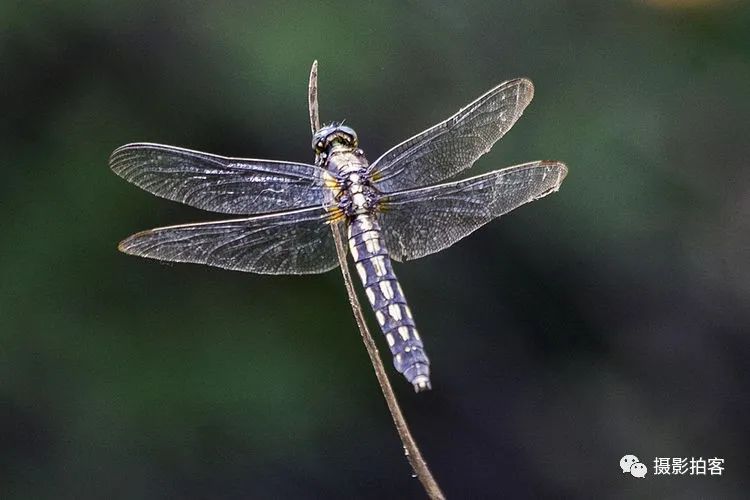 难得一见，蜻蜓生态摄影（一）__凤凰网