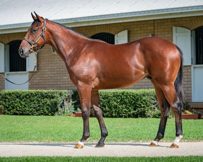 Aquis Farm雅士牧场20万澳币卖给日本吉田家族的“魔法魔法”北海道夺冠__凤凰网