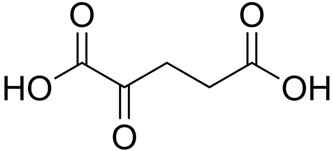 膳食补充剂（AKG）有助于减缓衰老？__凤凰网