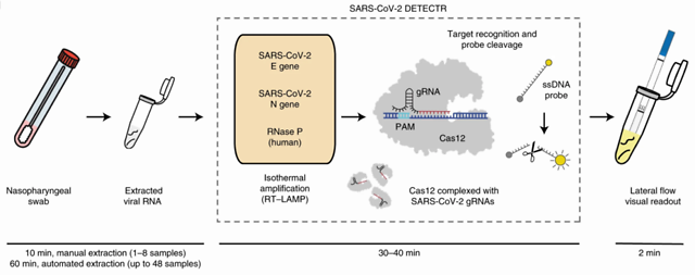Nature Biotechnology｜基于CRISPR-Cas12的新冠病毒便捷诊断产品，45分钟内出结果__凤凰网
