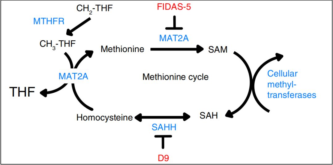 MAT2A抑制剂可降低肿瘤负荷__凤凰网