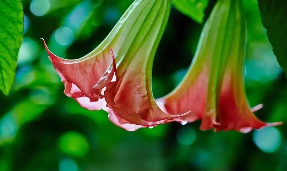 云南的16种神奇植物，据说有一半本地人都不认识__凤凰网