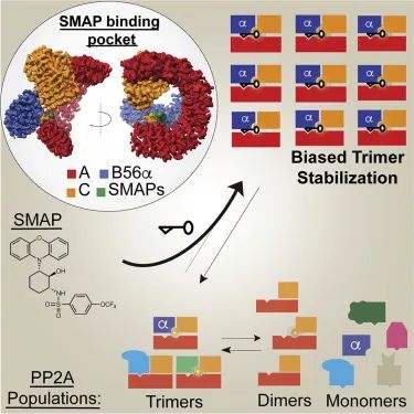 PP2A激活剂可打开癌细胞关闭的“刹车”__凤凰网