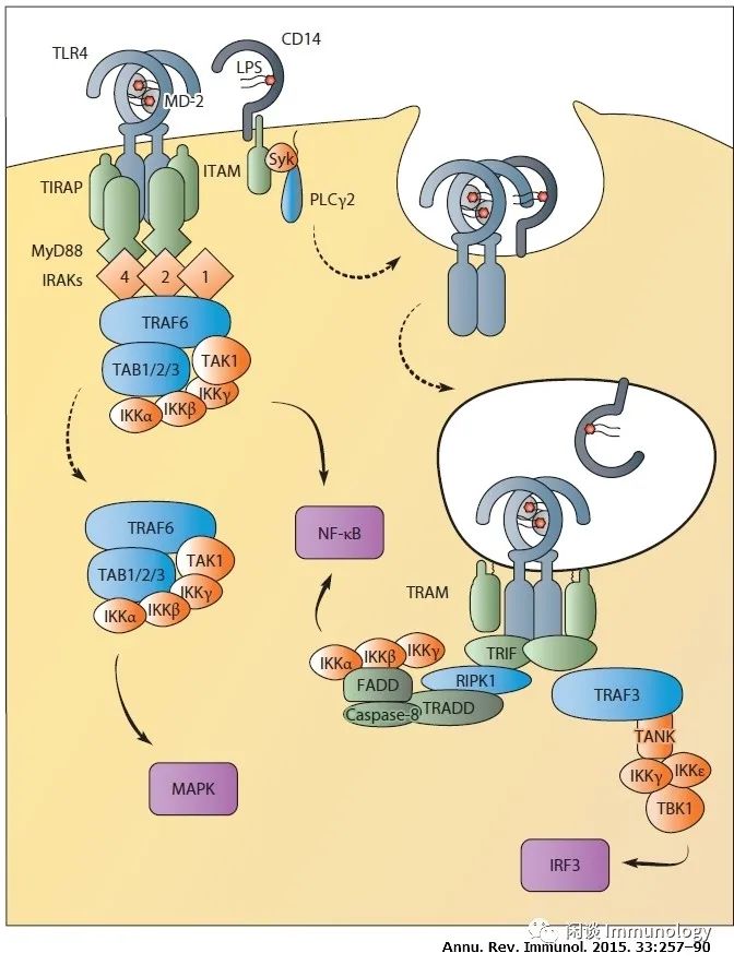 先天免疫核心密码——模式识别__凤凰网