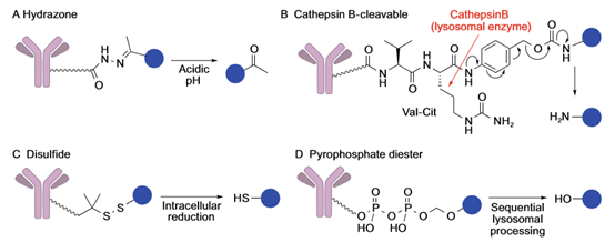 深度干货 | ADC药物研发的关键四要素及发展趋势__凤凰网
