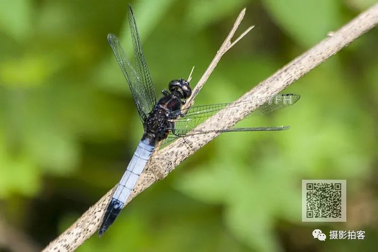 难得一见，蜻蜓生态摄影（一）__凤凰网