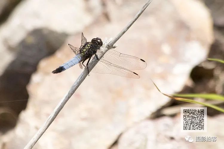 难得一见，蜻蜓生态摄影（一）__凤凰网