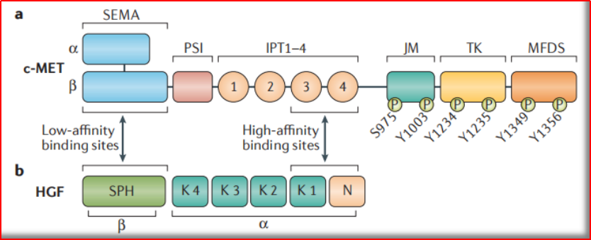 c-Met抑制剂进入收获期，2款里程碑药物获批上市__凤凰网