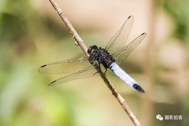 难得一见，蜻蜓生态摄影（一）__凤凰网