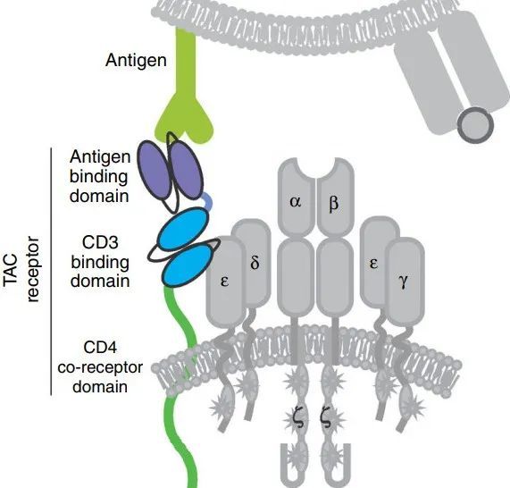TCR-T免疫治疗的独到之处__凤凰网
