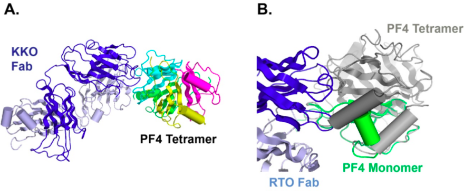 接种新冠疫苗后发生血栓，为什么PF4抗体是关键证据？_凤凰网